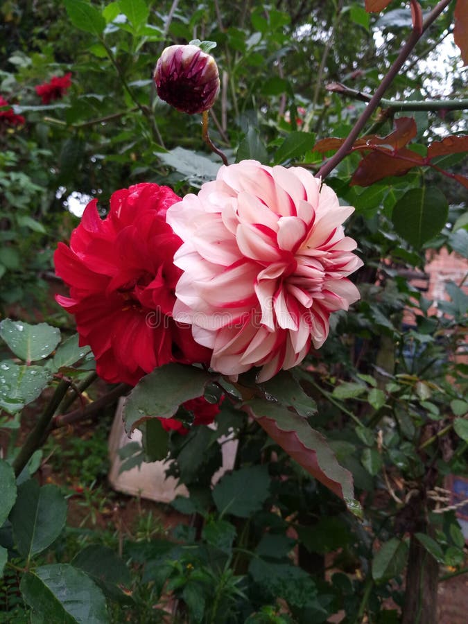 Red and white flowers stock photo. Image of blossom - 192308648