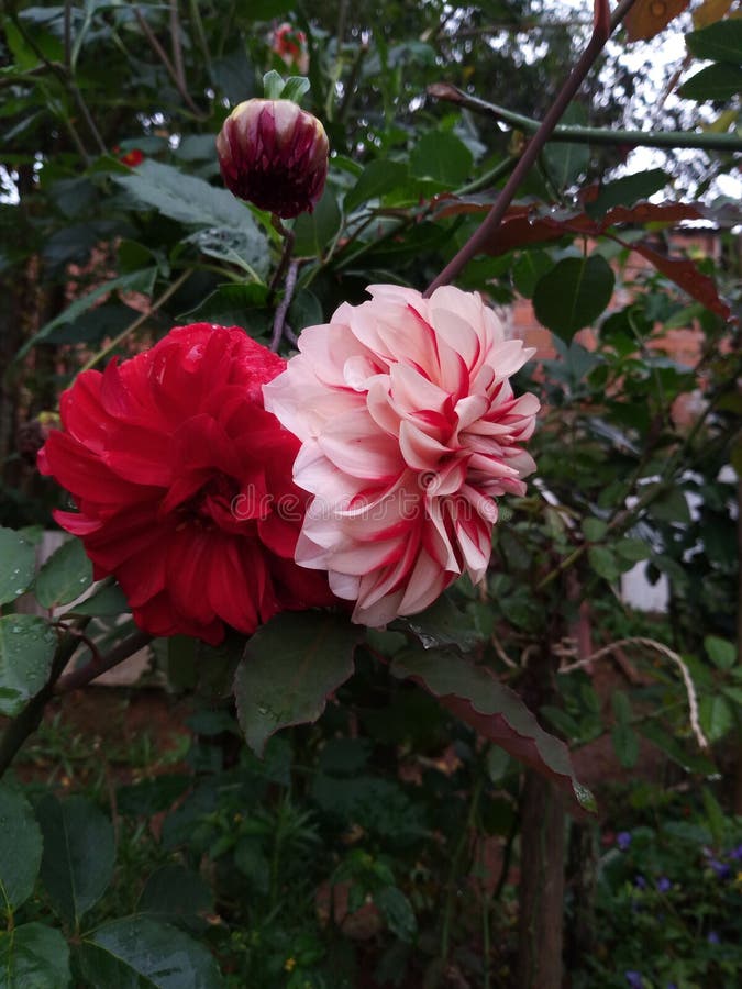 Red and white flowers stock image. Image of peony, plant - 192308663