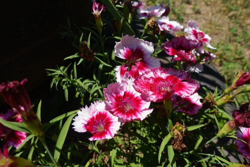 Red and White Flowers of Dianthus Barbatus Stock Photo - Image of ...