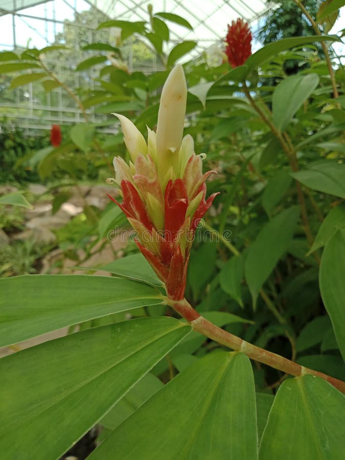 Red-white Flowers in the Dome Stock Image - Image of branch, dome ...