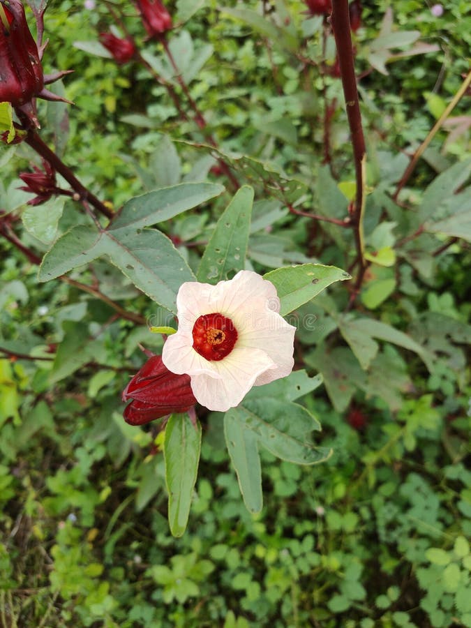 Red and White Flowers at Land Clearing Area Stock Photo - Image of land ...