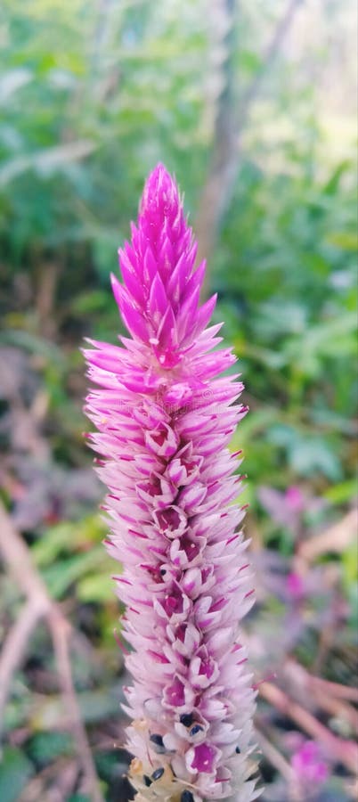 Red and White Flowers Mixed Together Stock Image - Image of white ...