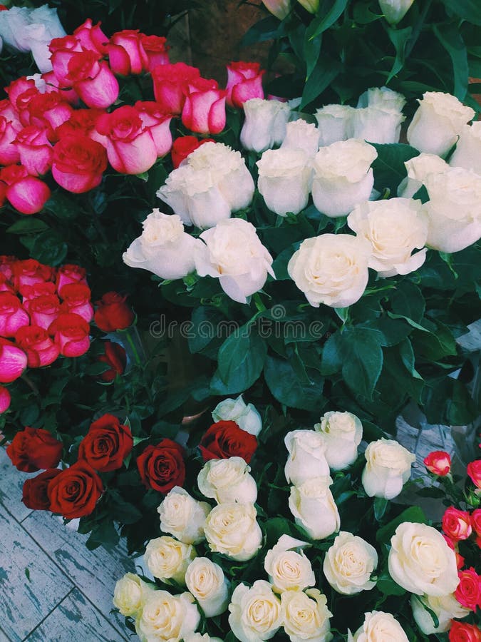 Red white flowers stock image. Image of flowers, leaf - 216480531