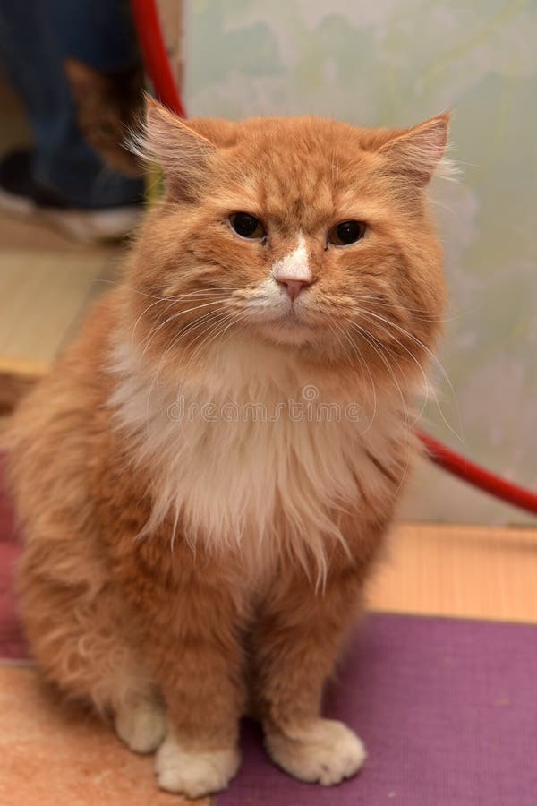 Red and white cat stock image. Image of forest, hair - 182980705