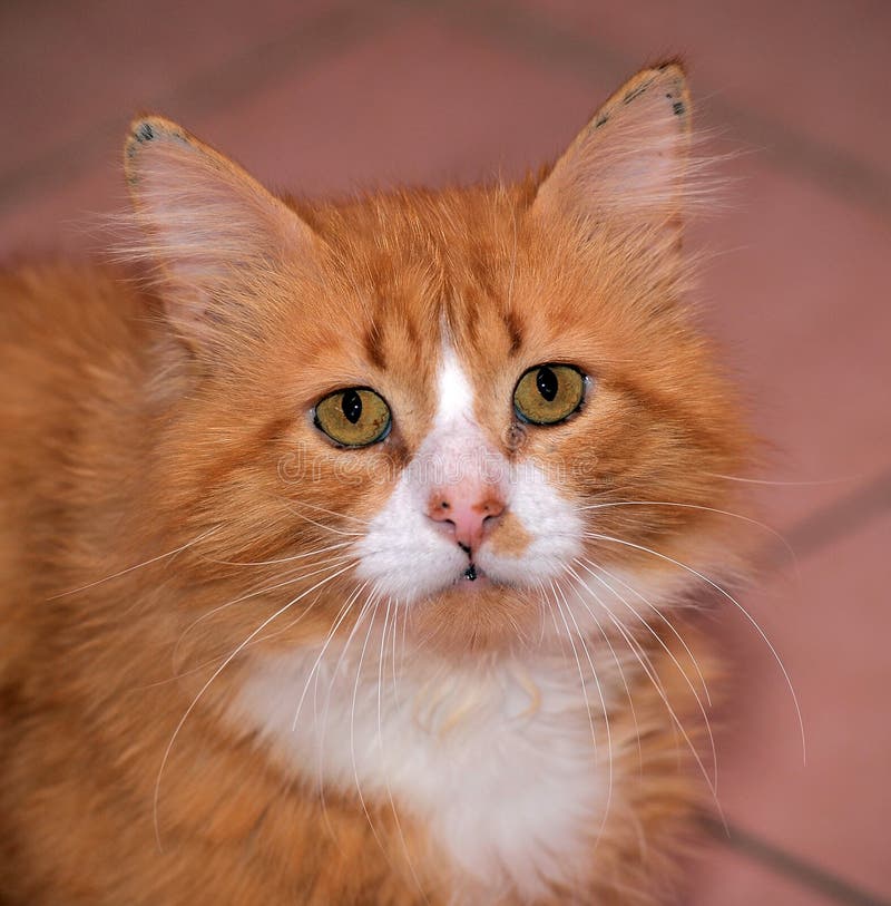 Red and white sad cat stock image. Image of animal, lonely - 183132707