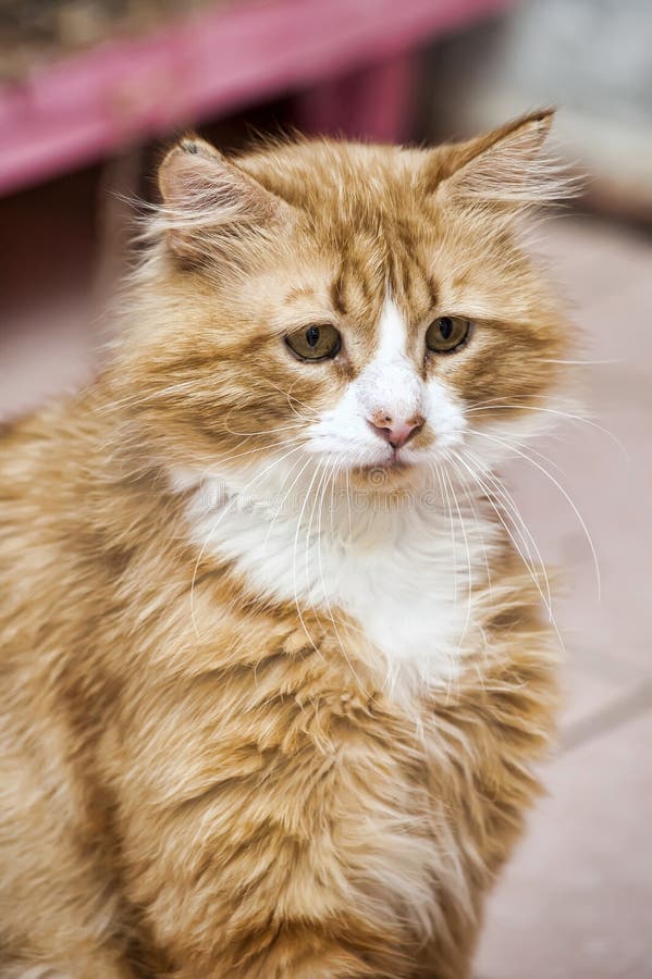 Red and white sad cat stock photo. Image of adorable - 183132744