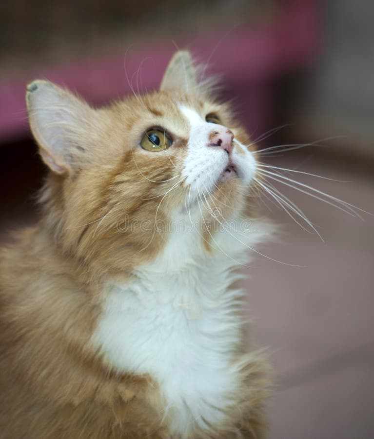 Red and white sad cat stock image. Image of fluffy, feline - 183132781