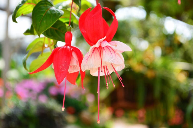 Red and White Fuchsia Flower. Stock Image - Image of blooming ...