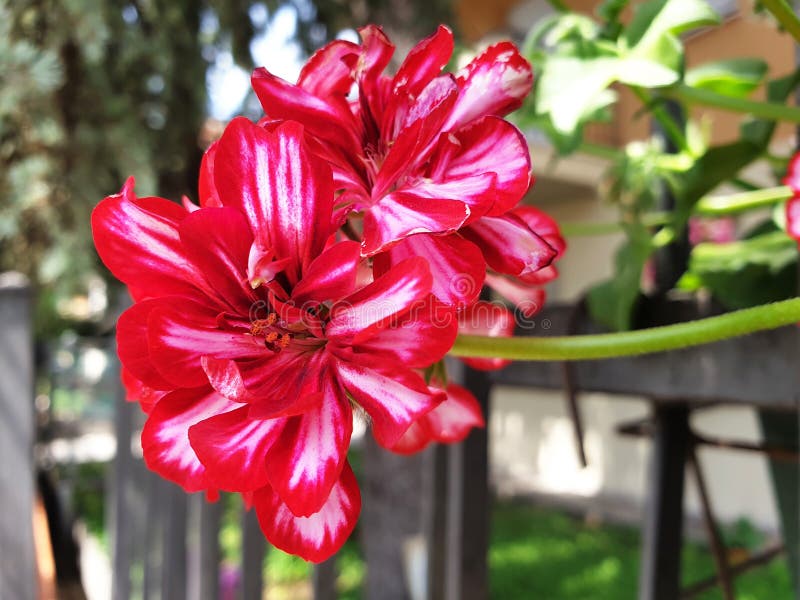 Red and White Geranium Flower Stock Photo - Image of blooming ...