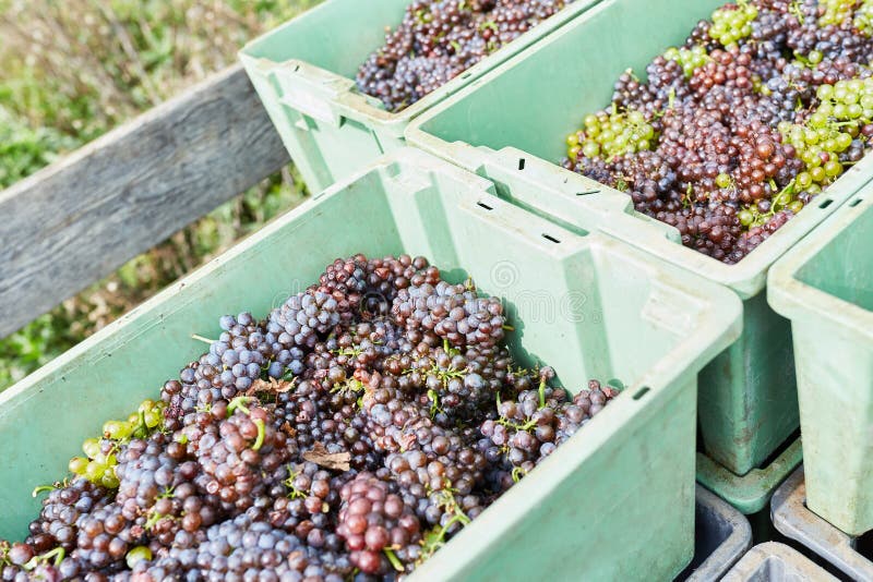 Red and White Grapes in Boxes Stock Image - Image of winery, fresh ...