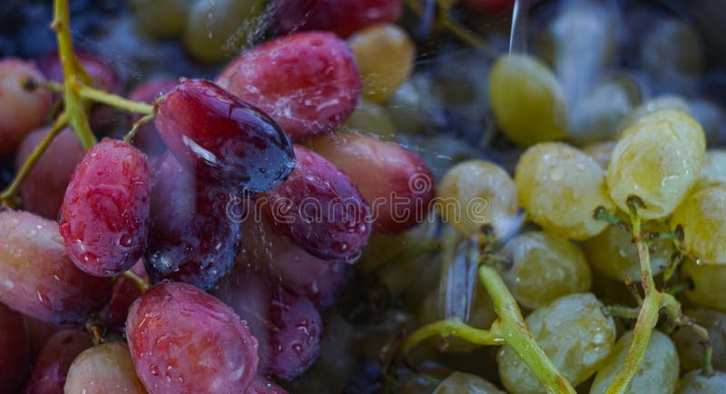 Red and White Grapes are Washed with Water Stock Image - Image of ...