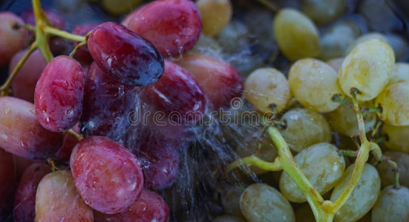 Red and White Grapes are Washed with Water Stock Photo - Image of juicy ...