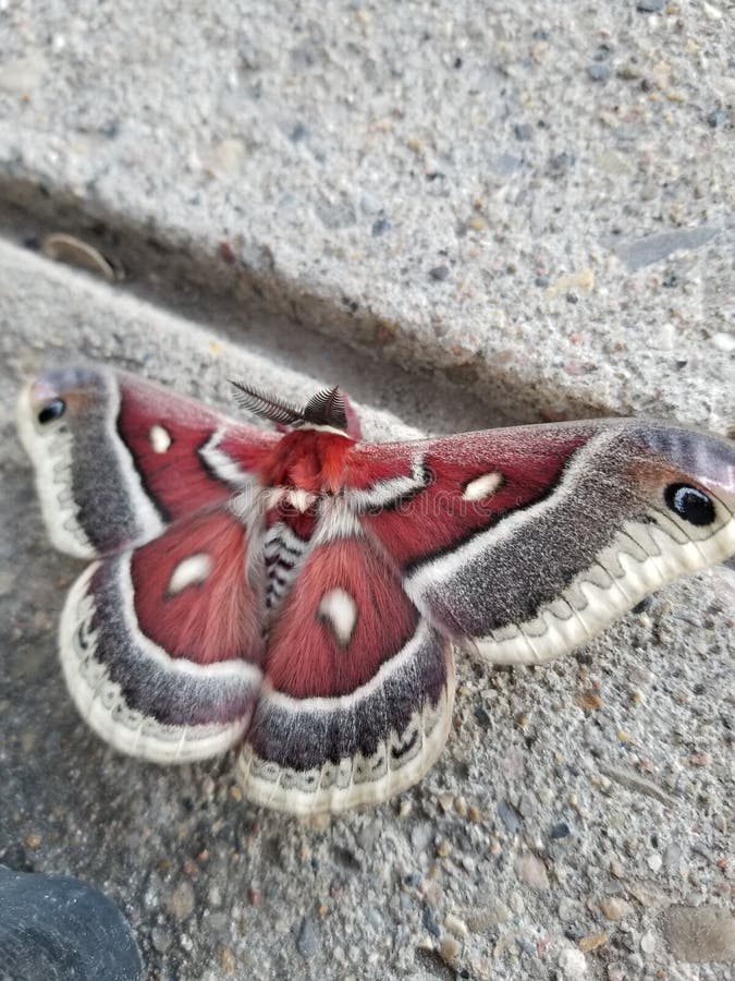 Red White and Grey Colored Moth Stock Image - Image of invertebrate ...