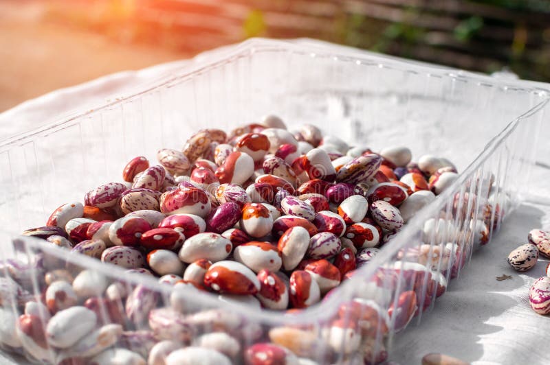 Red and White Haricot Beans in a Plastic Tray Outdoors Under the Sun ...
