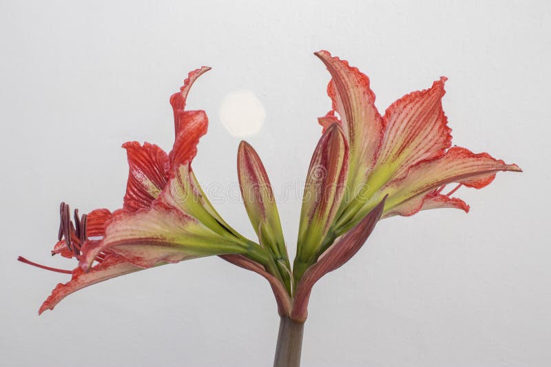 Red and White Hippeastrum Flower Close-up Stock Image - Image of macro ...