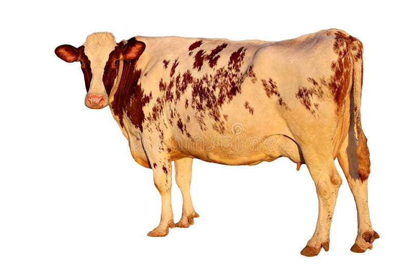 Profile of Rusty and White Colored Cow on White Background Stock Image ...