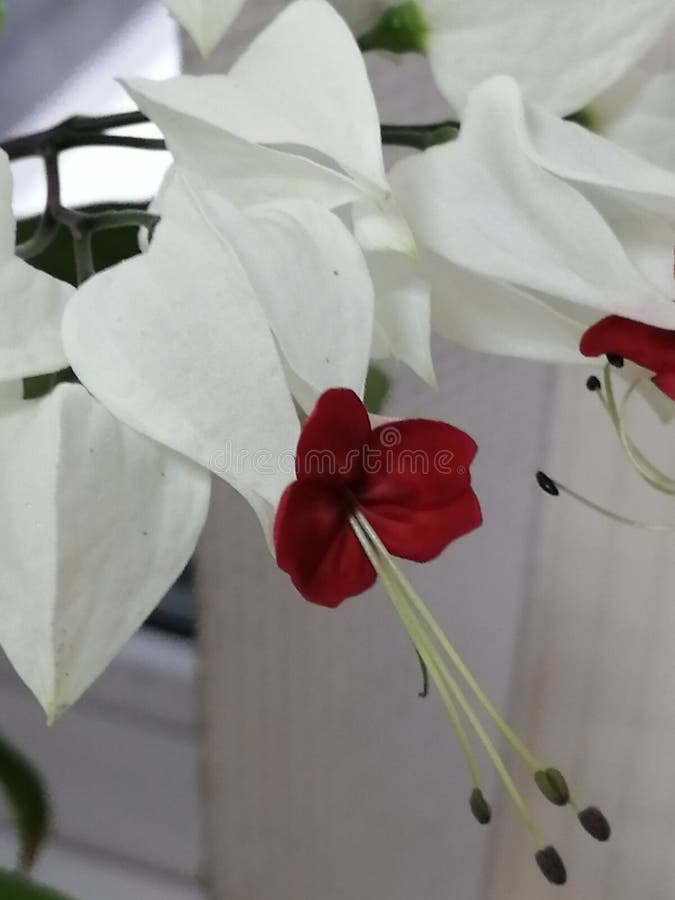 Red white home flower stock image. Image of plant, white - 181872893