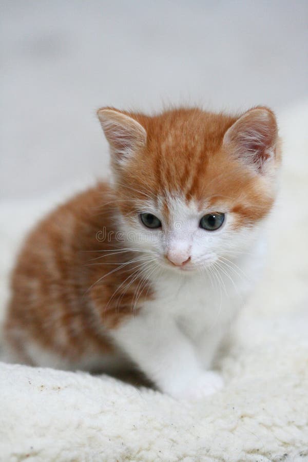 Red and white kitten stock photo. Image of feline, funny - 117778826