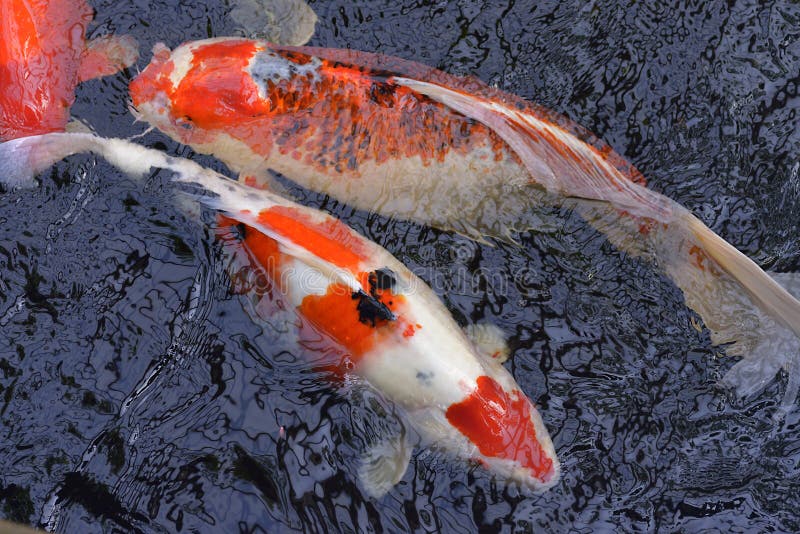 Red and white koi carp stock photo. Image of nature, basin - 57503492