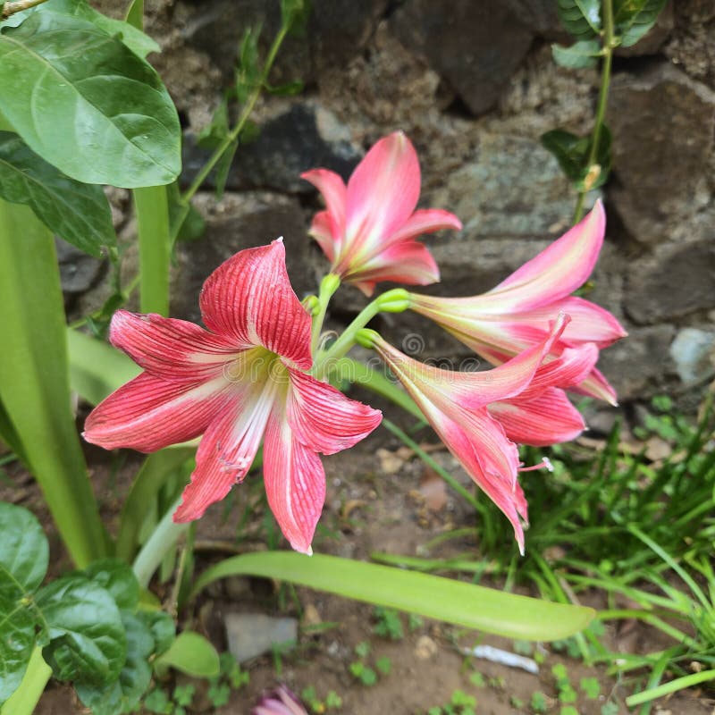 Red & White Lily is the Best Spices of Flora Stock Image - Image of ...