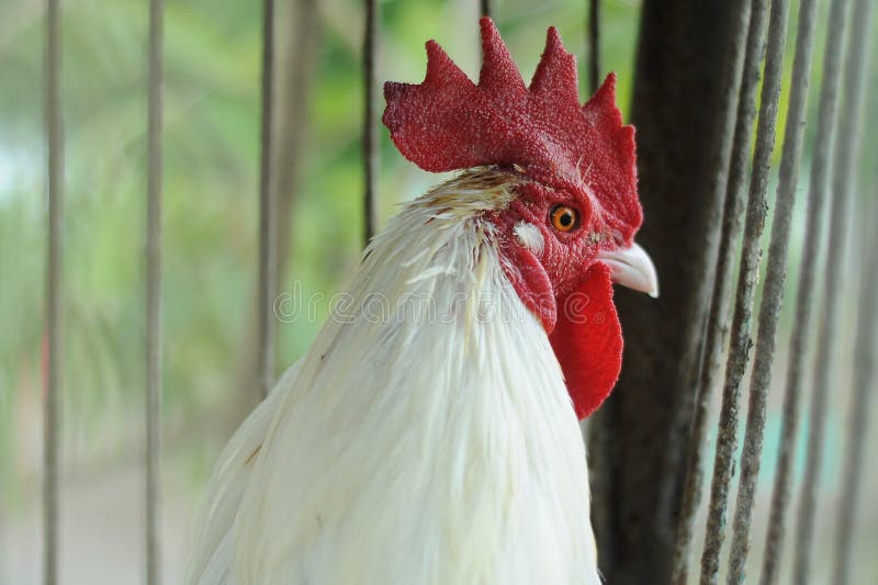 Red and White Male Betta Fish so Angry Stock Photo - Image of male ...
