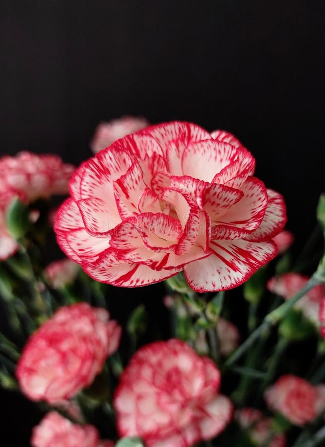 Red and White Mini Carnations with Black Background Stock Image - Image ...
