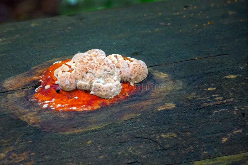 A Tree in a Forest in Which a Woodpecker Made Many Holes Stock Photo ...