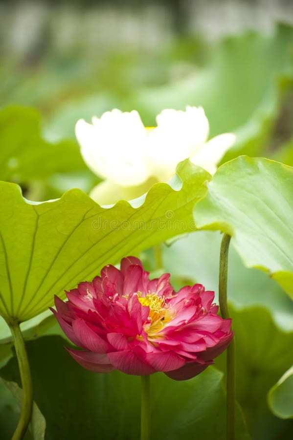 Red White Nelumbo Nucifera Gaertn Lotus Stock Image - Image of china ...