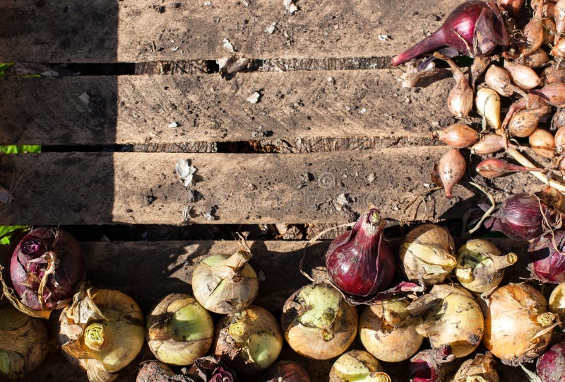 Onion drying on wind stock image. Image of food, city - 178919233