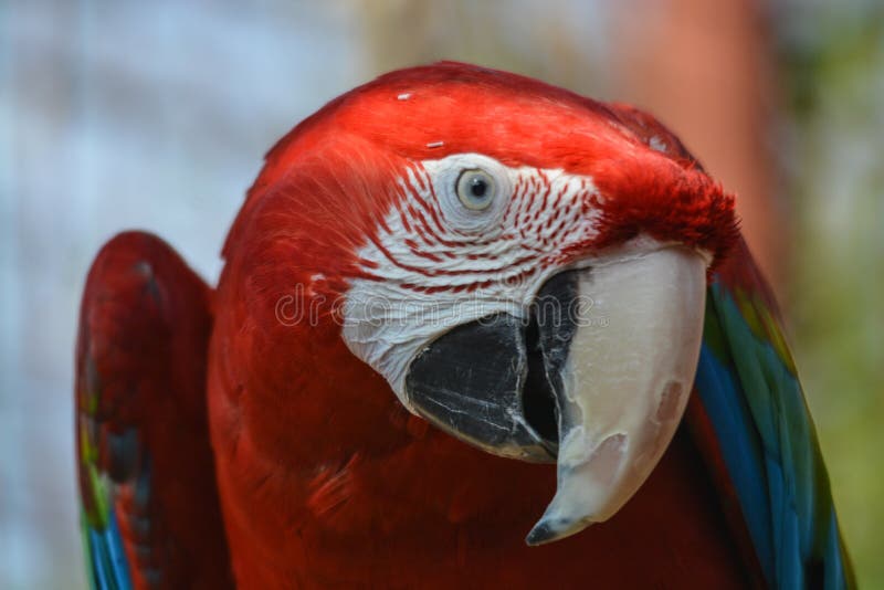 Red and White Parrot from Zoo Stock Image - Image of wing, flying ...