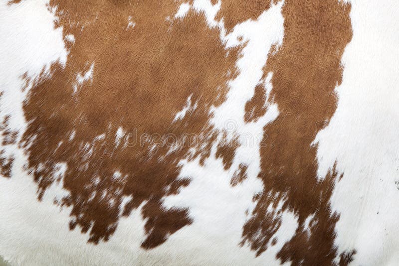 Red and White Pattern on Cowhide Stock Photo - Image of animal ...