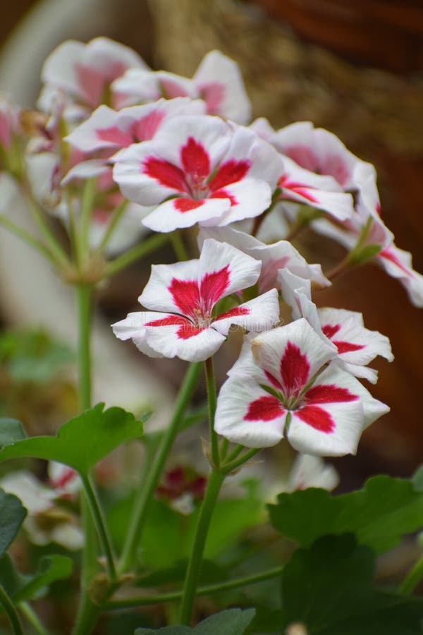 Red and White Pelargonium Geranium Flower Closeup Stock Image - Image ...