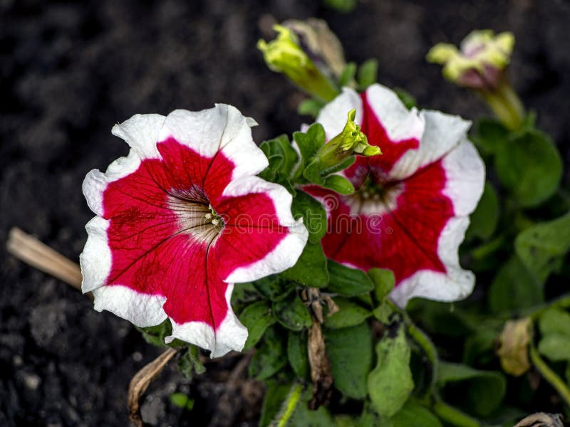 Red-and-white Petunia Flowers in a Garden Bed Stock Photo - Image of ...