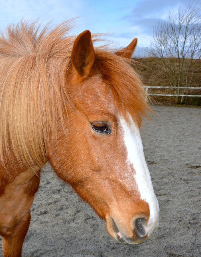 Red and white pony. stock photo. Image of white, farm - 88091348
