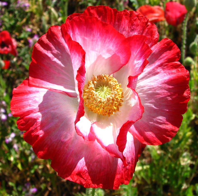 Red-and-white Poppy Picture. Image: 86245081