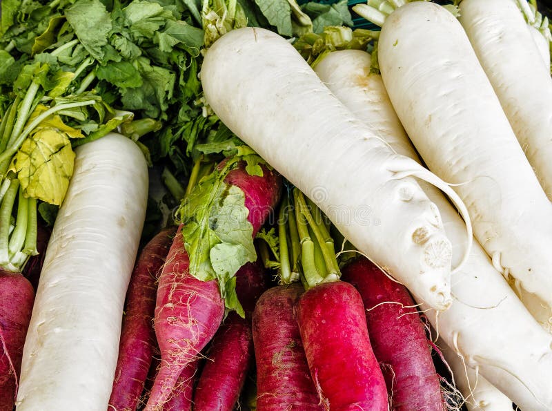 Red and white radish stock image. Image of purple, market - 55813015