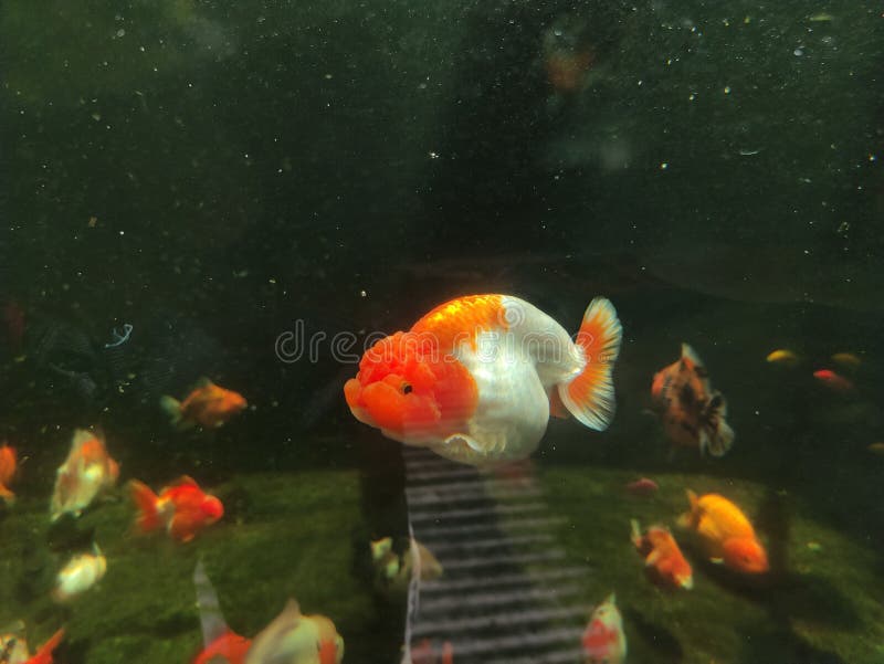Red and White Ranchu Goldfish Stock Photo - Image of goldfish, ranchu ...