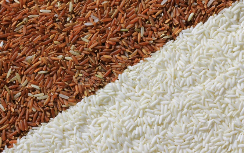 Close up rice plant stock photo. Image of farm, agricultural - 23651918