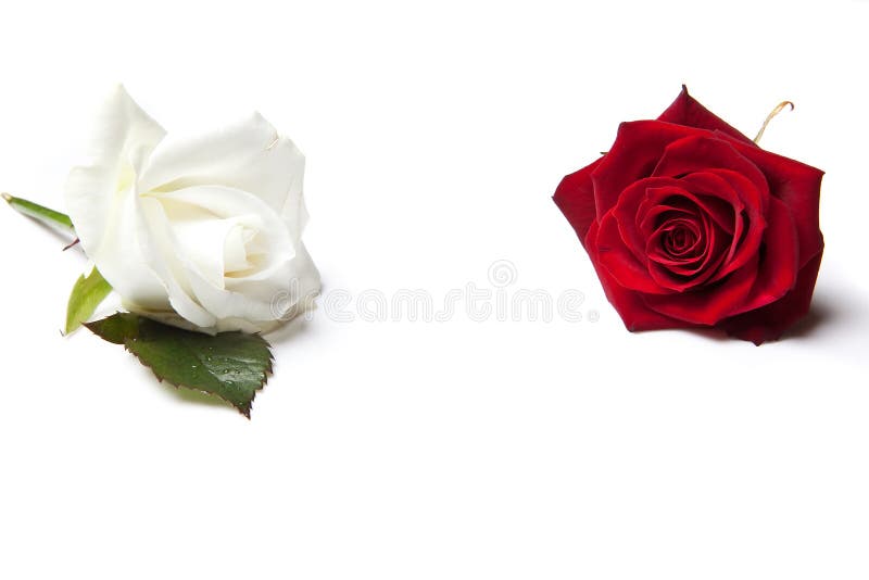 Red and white rose stock image. Image of bloom, close - 22629211