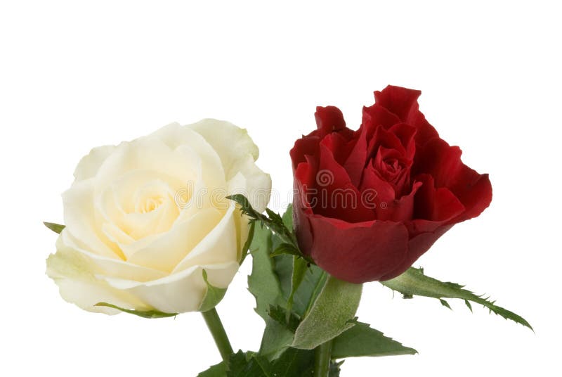 Rose Free Stock Photos & Pictures, Rose Royalty-Free and Public Domain ...