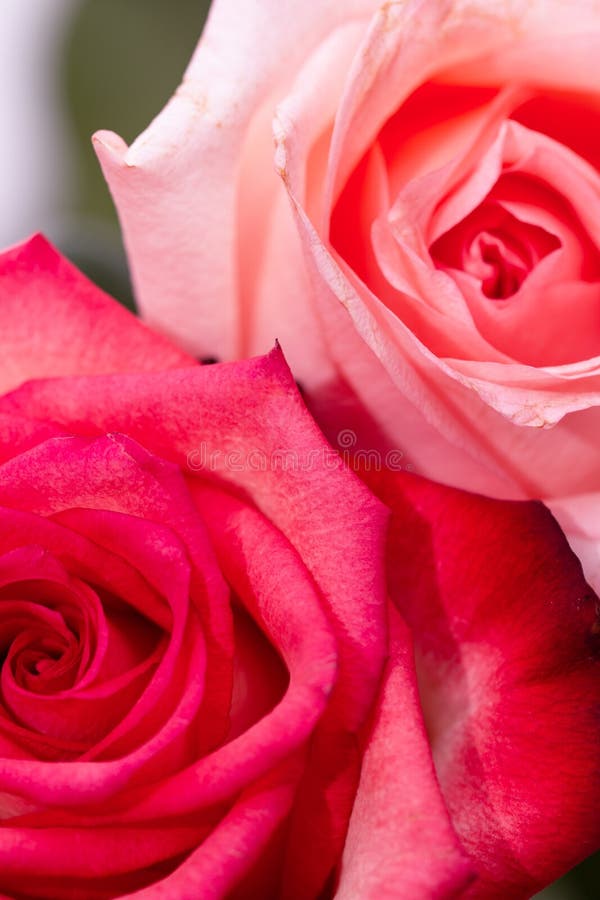 Red and White Rose on a White Background Stock Image - Image of ...