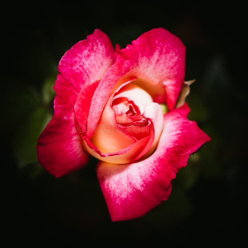 Red Rose almost Blooming in Garden Stock Photo - Image of spring ...
