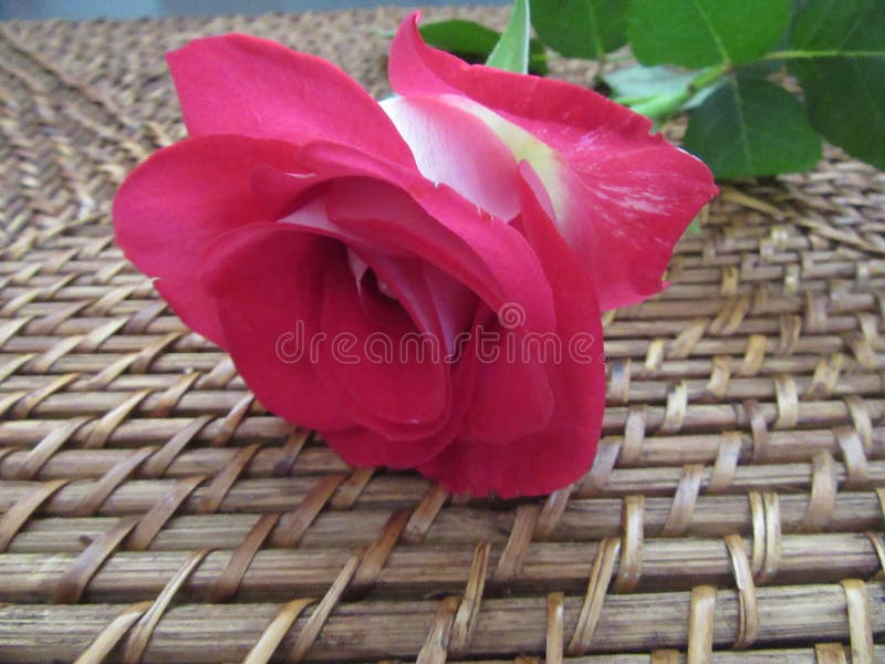 Red White Rose Display stock image. Image of white, bamboo - 272794147