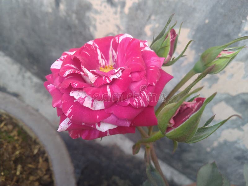 Red and white Rose Flower stock photo. Image of leaf - 207091086