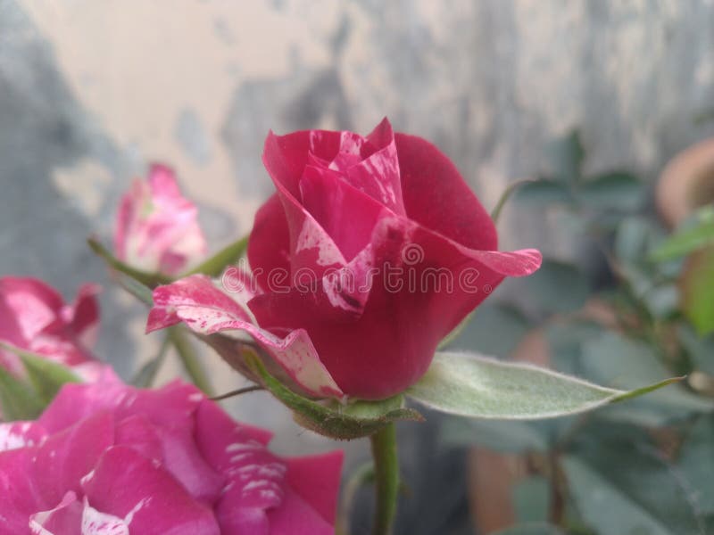 Red and white Rose Flower stock image. Image of petal - 207442395