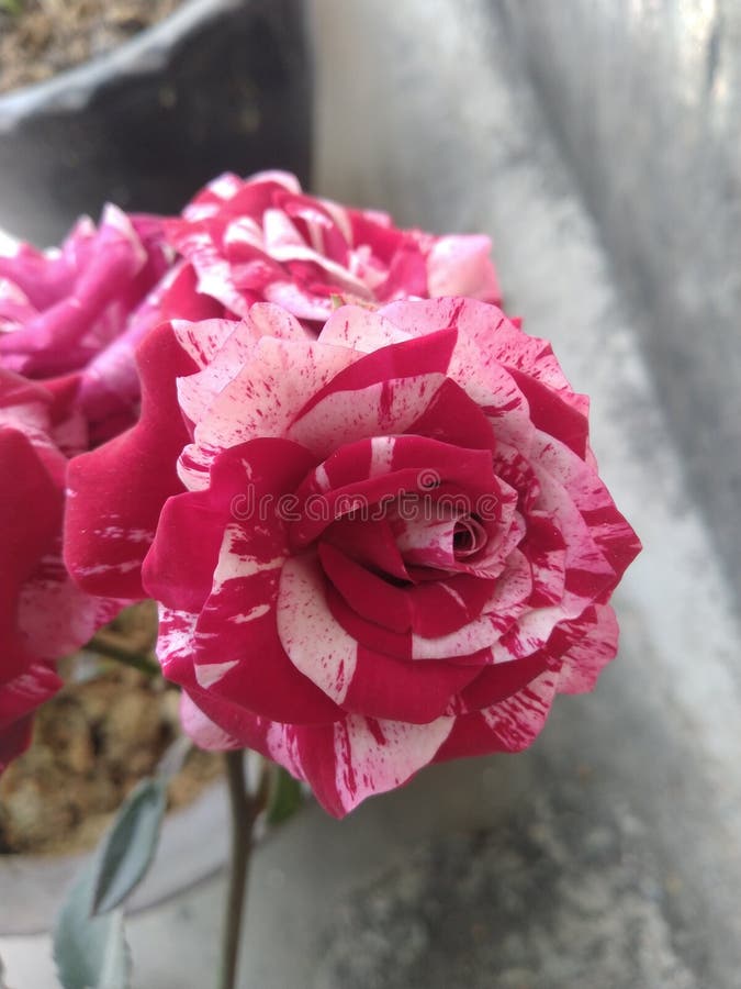 Red and White Rose flower stock image. Image of white - 207936465