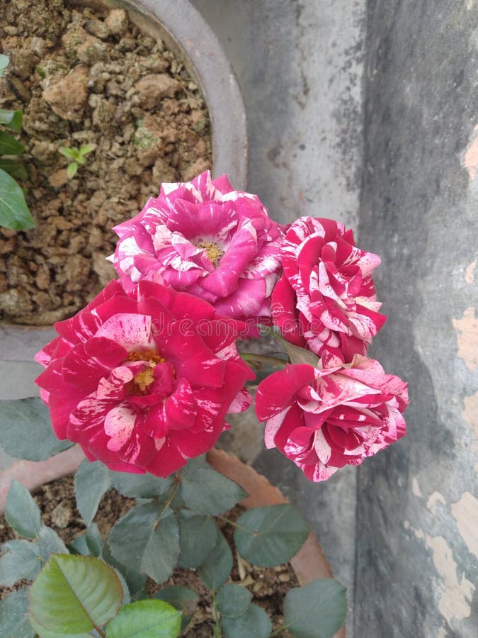 Red and White Rose flower stock photo. Image of produce - 207936496