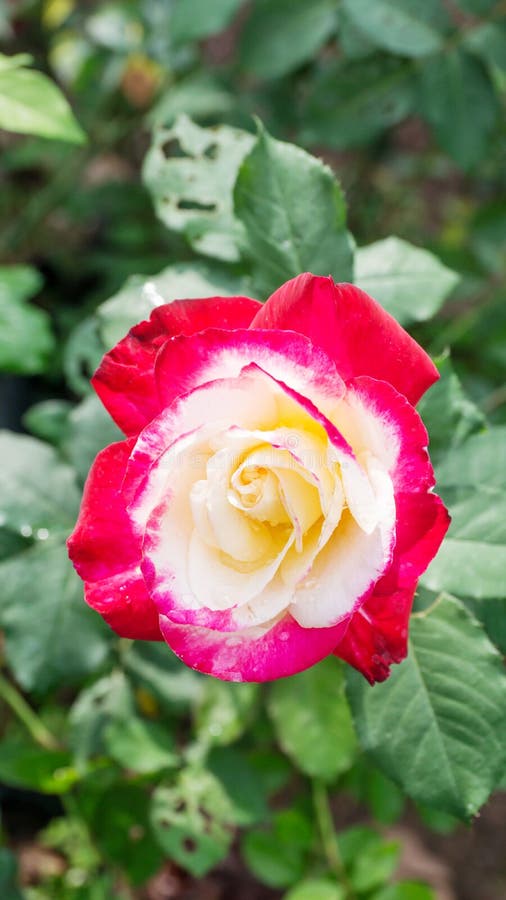 Red and white rose stock photo. Image of present, floral - 69508666