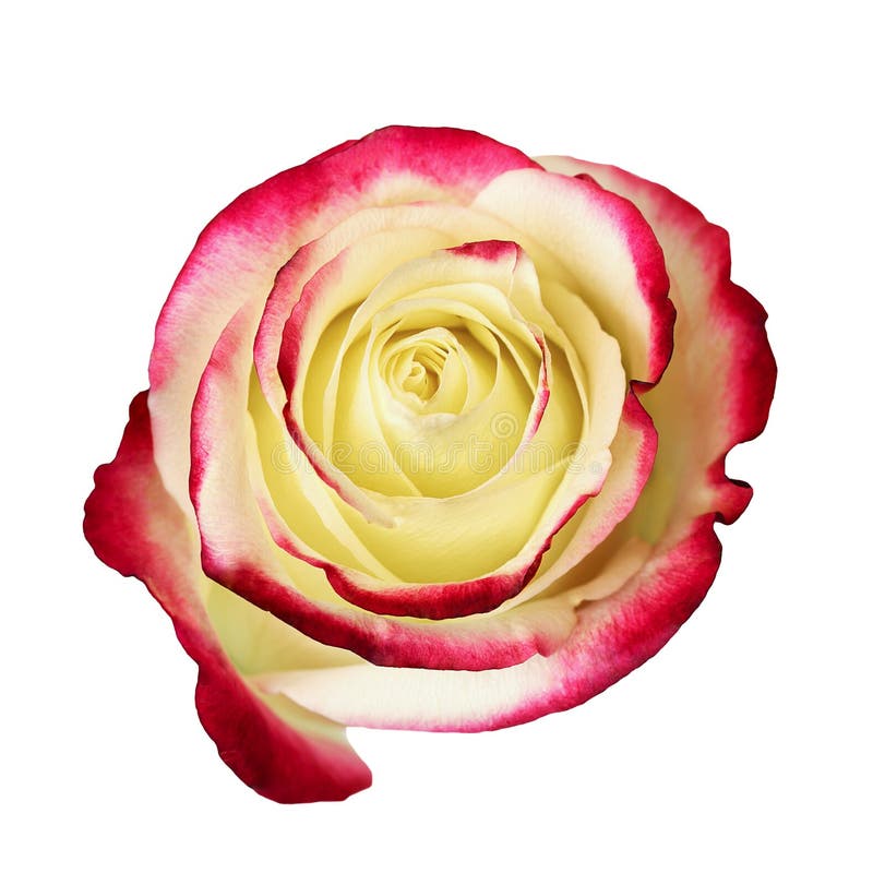 Red and White Rose Flower Isolated on White Stock Image - Image of view ...