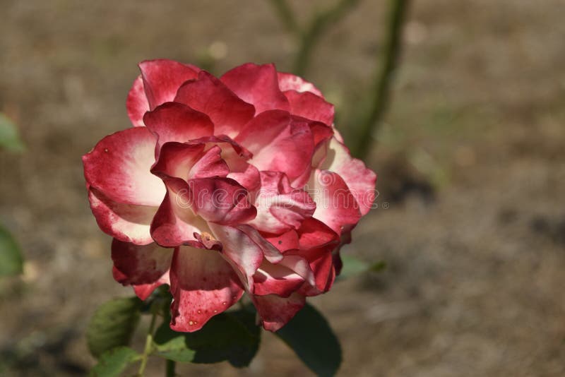 Red and white Rose Flowers stock photo. Image of indonesia - 199417132
